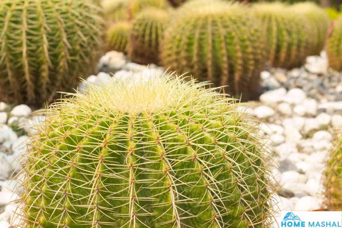 Top 10 Plants With Spiky Leaves (With Photos)