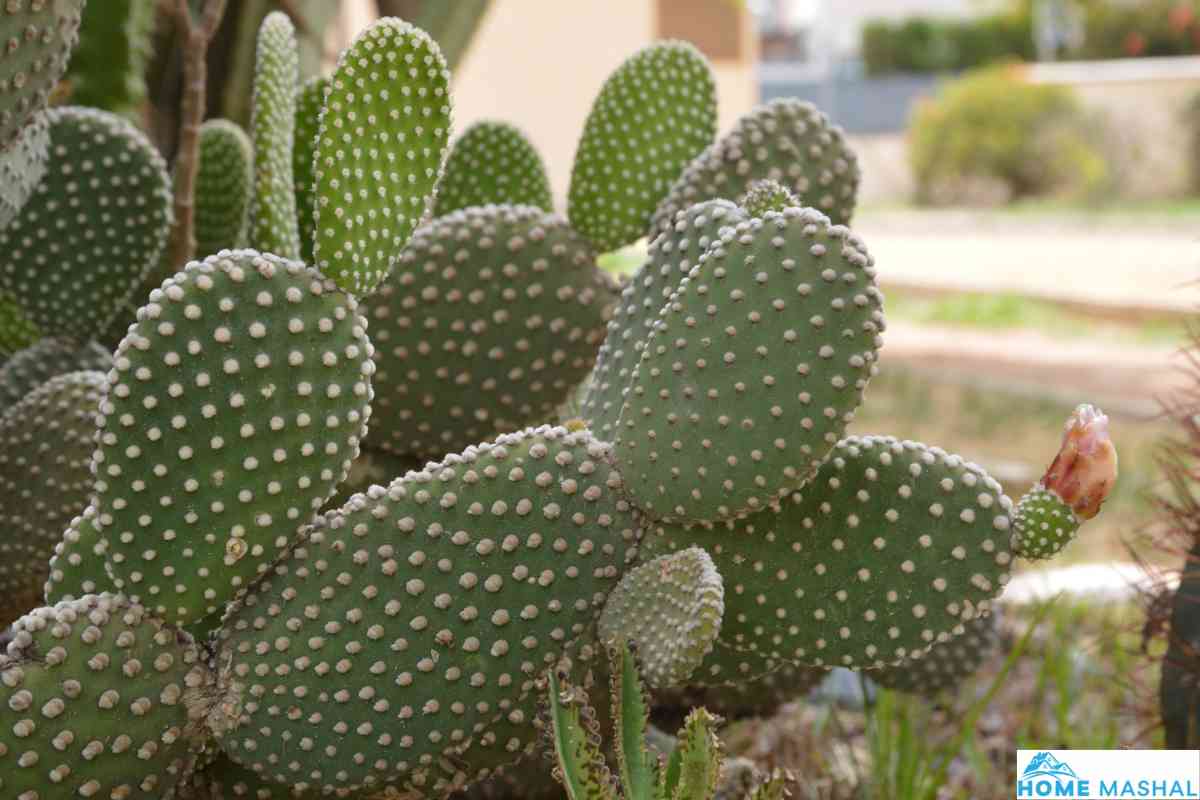 15 Best Plants for Around Above Ground Pool