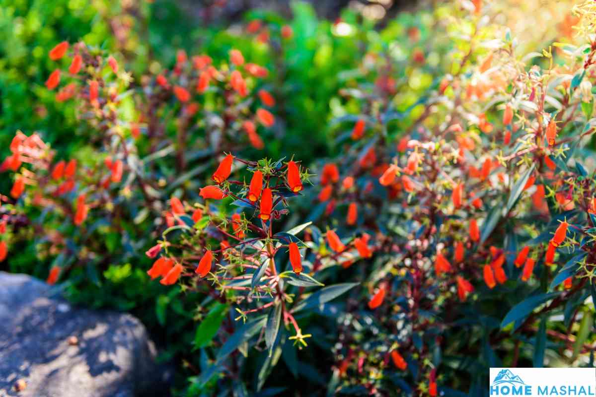 Top 10 Plants With Spiky Leaves (With Photos)