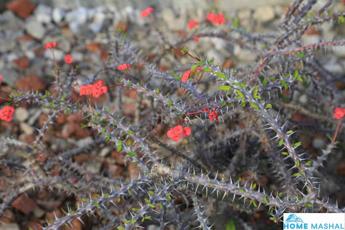 Top 10 Plants With Spiky Leaves (With Photos)
