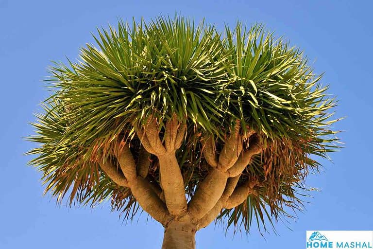 Top 10 Plants With Spiky Leaves (With Photos)
