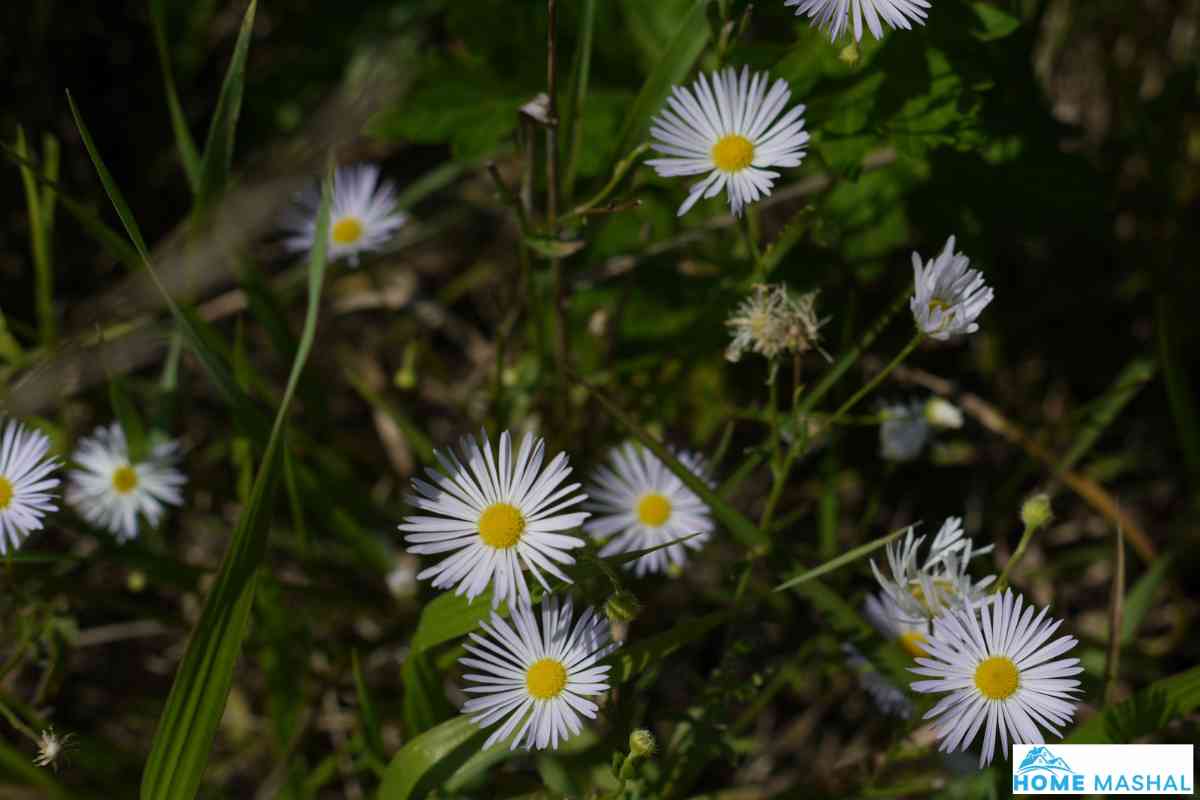 Top 12 White Wildflowers In Texas (With Photos)