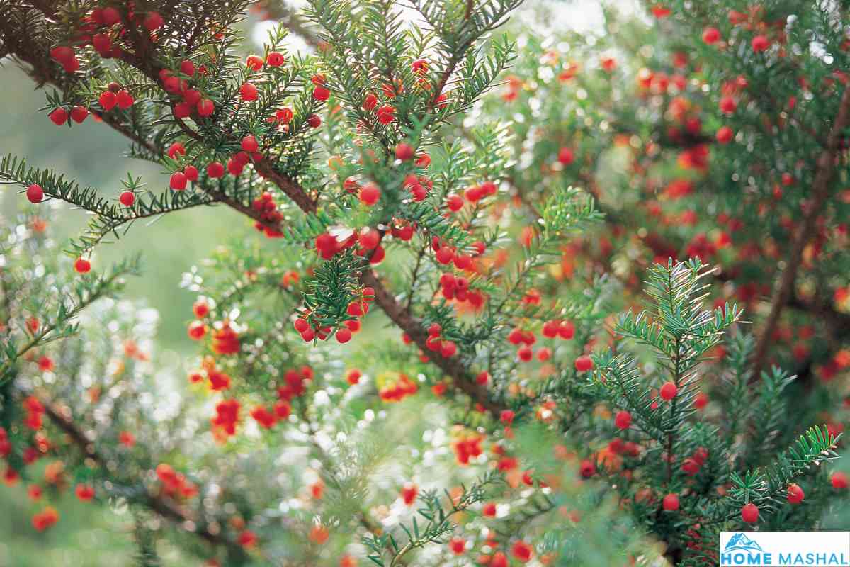 8 Best Evergreen Plants For Privacy From Neighbors