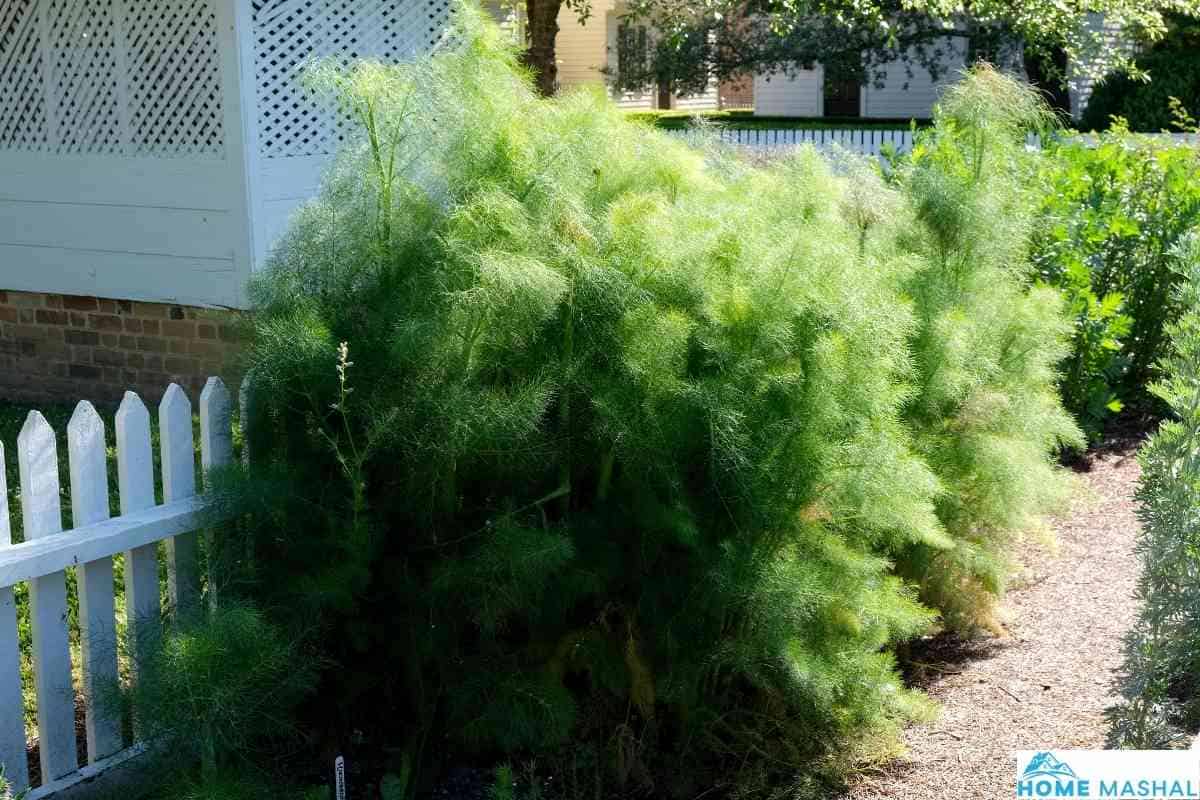 16 Best Landscaping Ideas To Block Neighbors (With Photos)