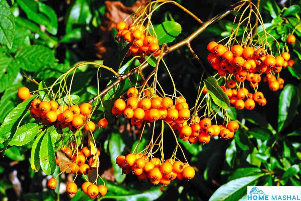 Top 10 Plants With Spiky Leaves (With Photos)