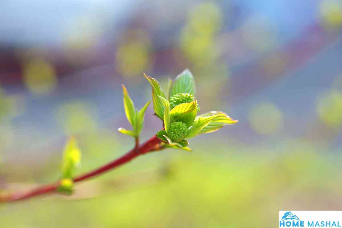Top 14 Red Twig Dogwood Varieties (With Photos)
