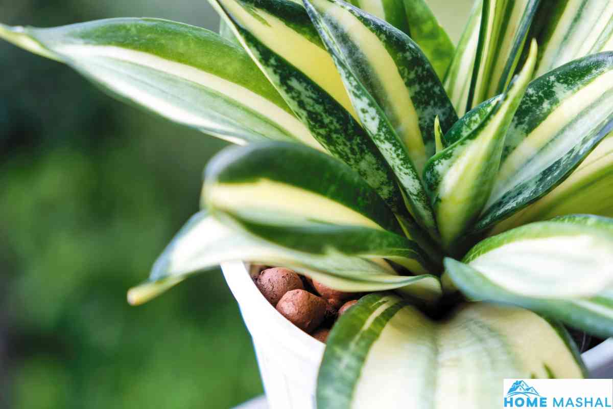 Top 10 Plants With Spiky Leaves (With Photos)