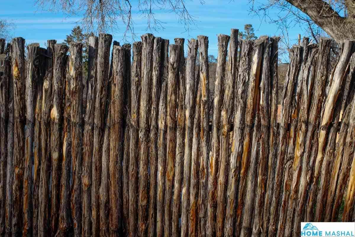 16 Best Landscaping Ideas To Block Neighbors (With Photos)