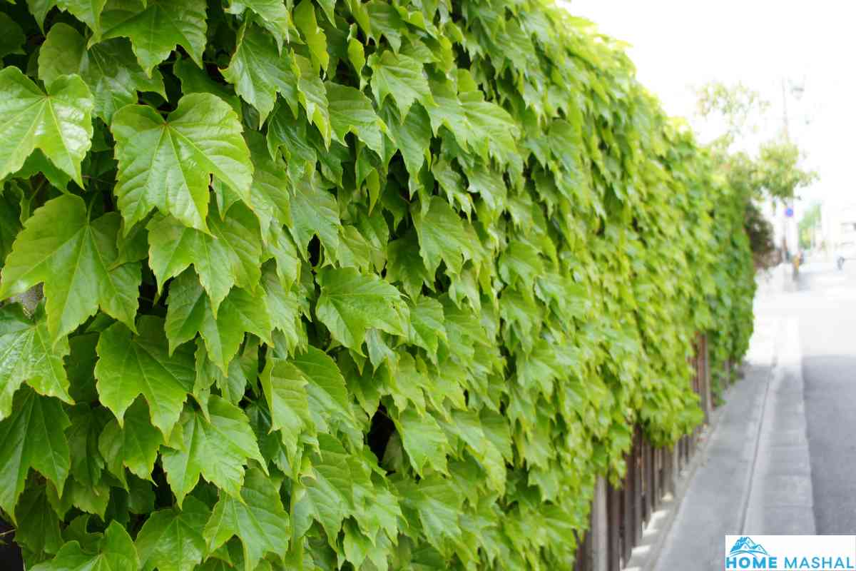 16 Best Landscaping Ideas To Block Neighbors (With Photos)