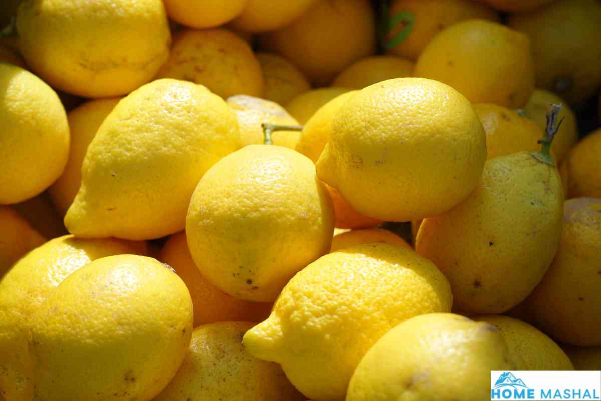 Is Lemon a Fruit or a Vegetable? (Fully Explained)