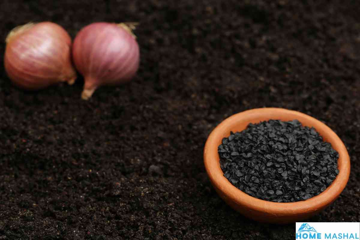 How Many Onion Seeds Per Hole?