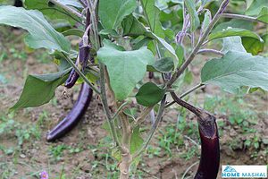 7 Different Eggplant Growing Stages (Explained)