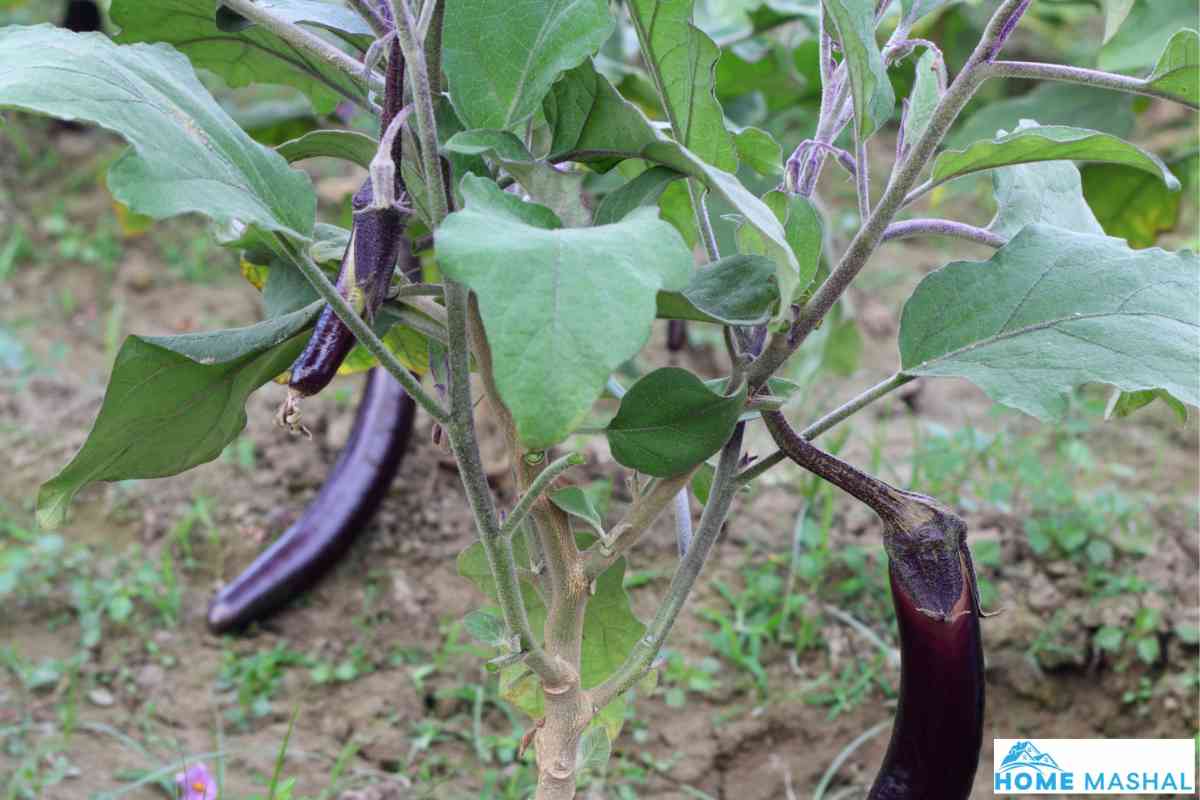 7 Different Eggplant Growing Stages (Explained)