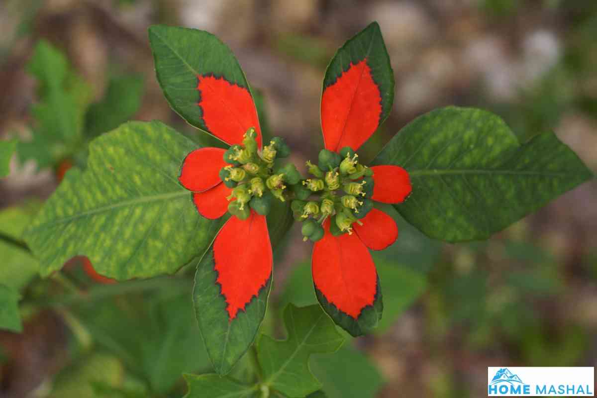 Top 13 Red Wildflowers In Texas (With Photos)
