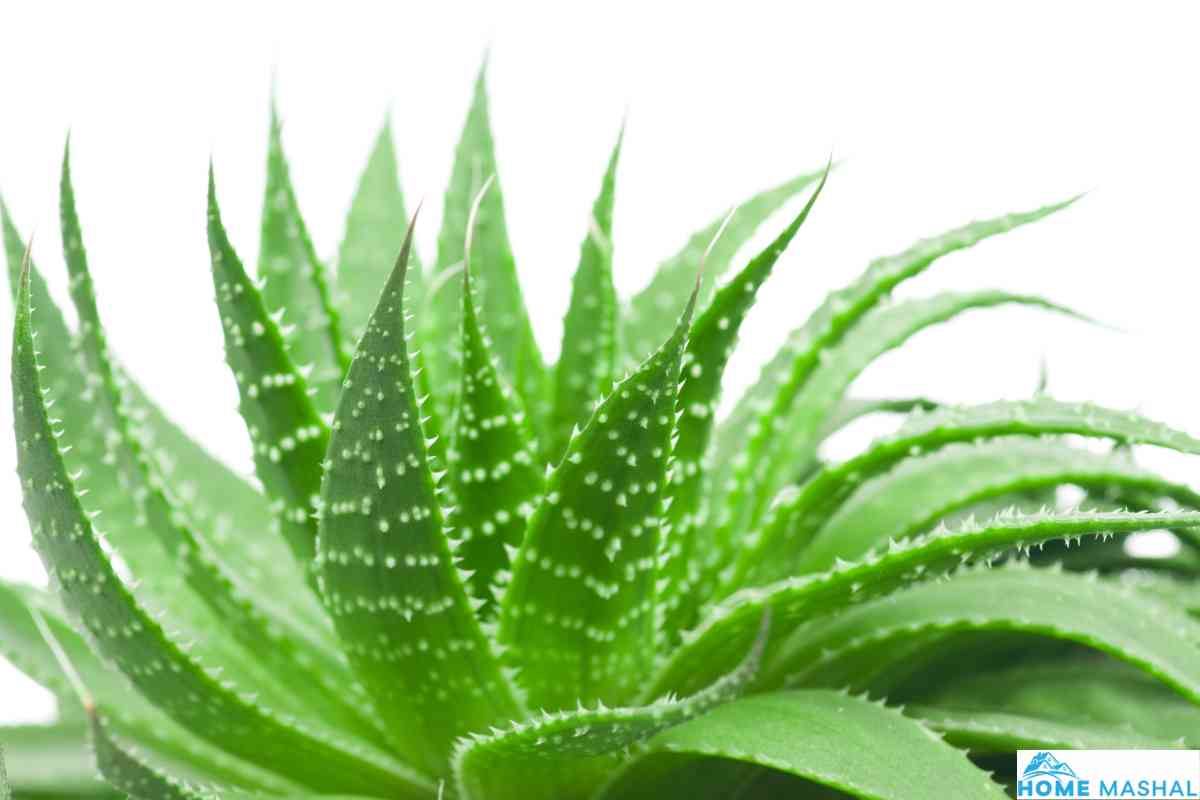 Top 6 Plants Similar To Agave (With Photos)