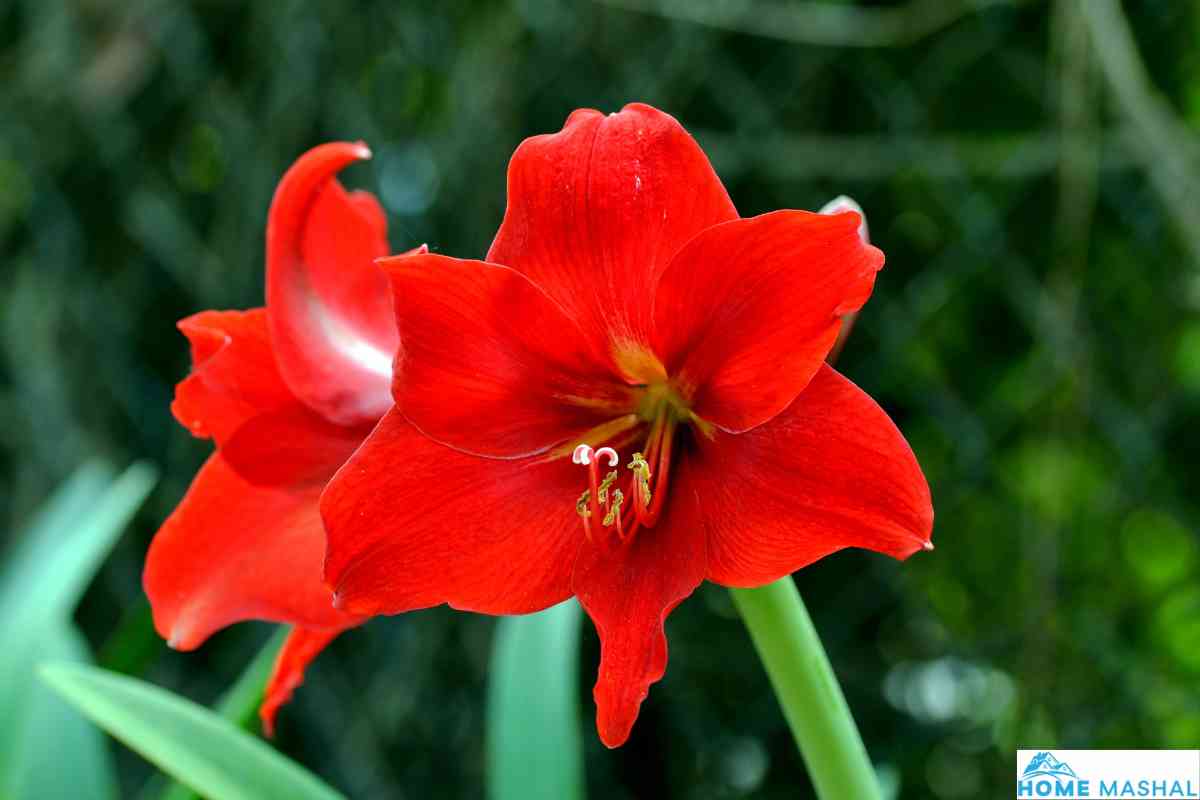 Top 13 Red Perennial Flowers (With Photos)