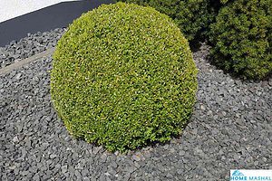 12 Different Types Of Boxwood Shrubs (With Photos)