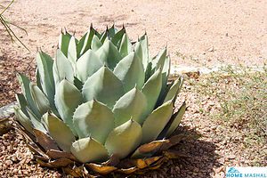 12 Different Types Of Agave Plants (With Photos)