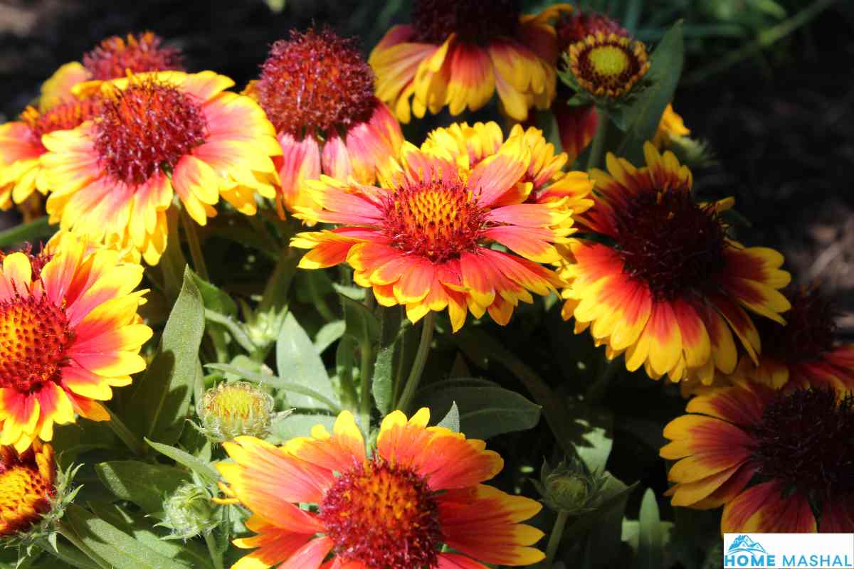 Top 8 Orange Perennial Flowers (With Photos)