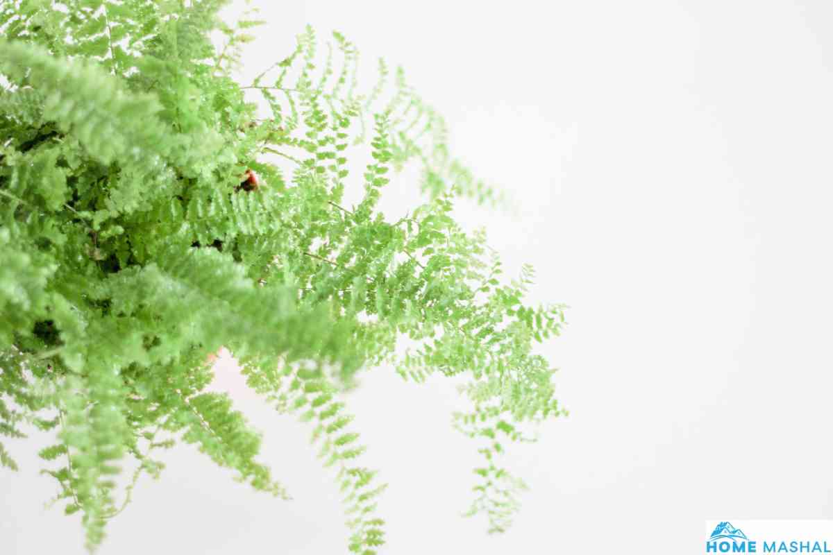 What Plants Like To Be Root Bound? (6 Known Plants)