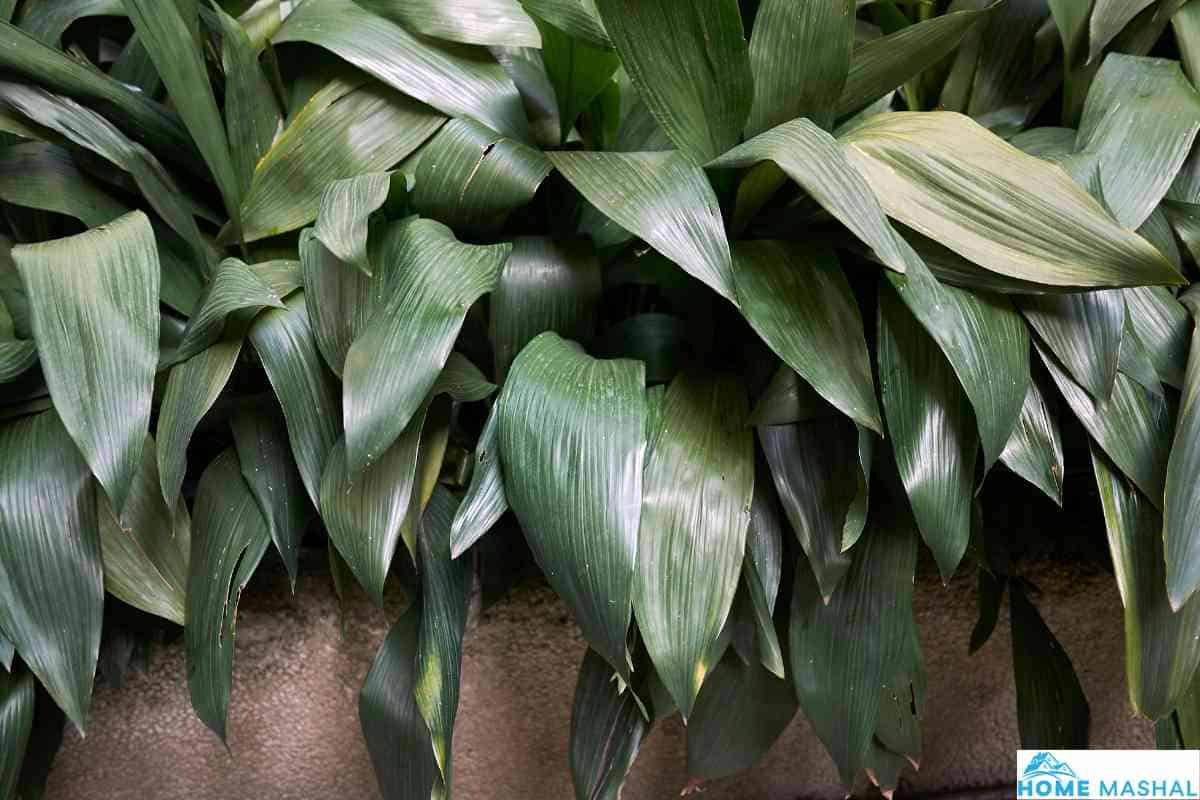 8 Best Low Light High Humidity Plants (With Photos)