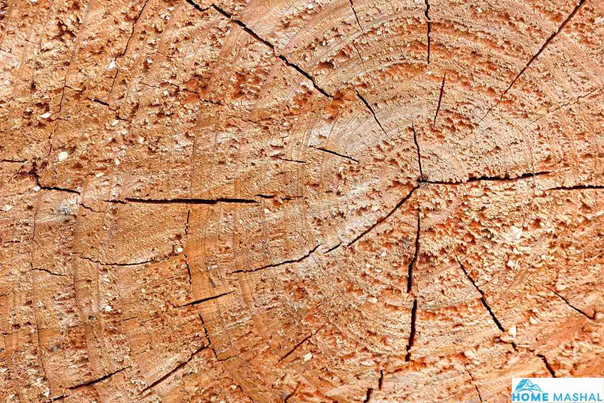 13 Types Of Woods For Woodworking (+ Their Uses)