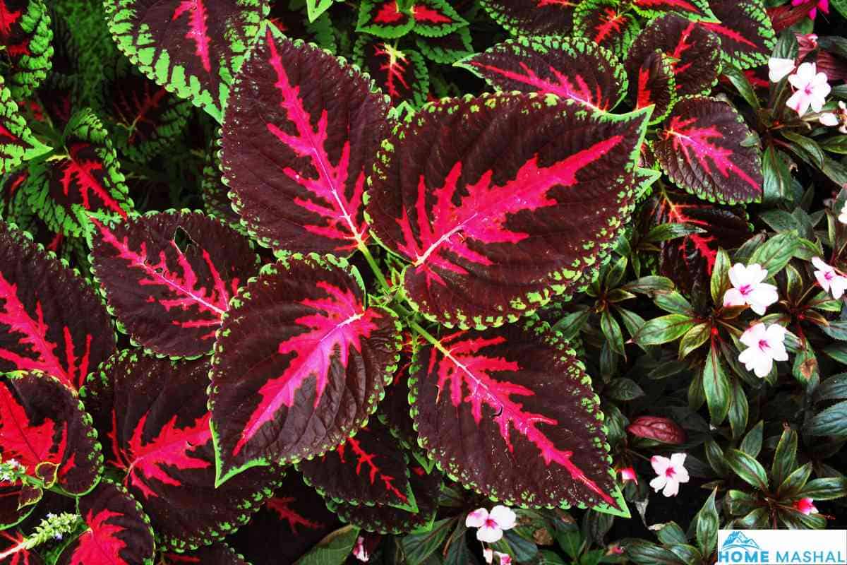 19 Best Potted Plants For Shaded Porch (With Photos)