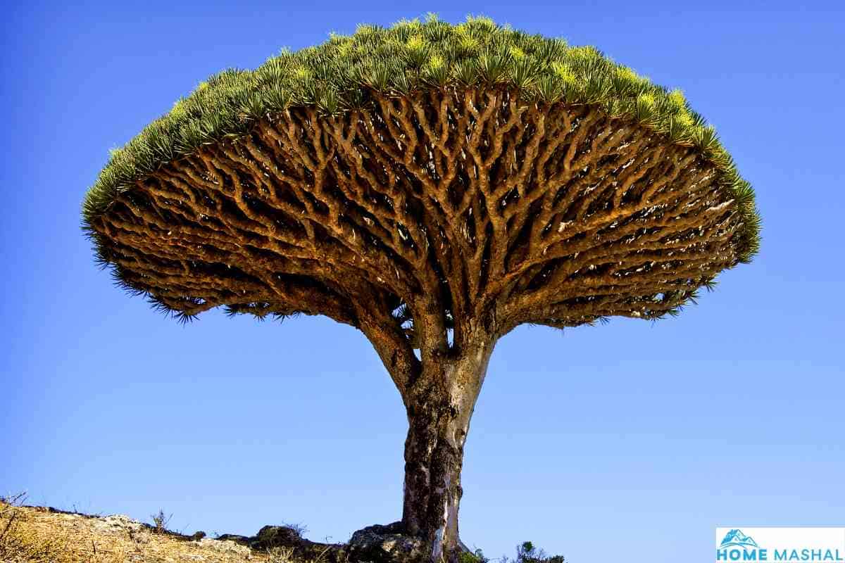 Top 7 Plants Similar To Yucca (With Photos)