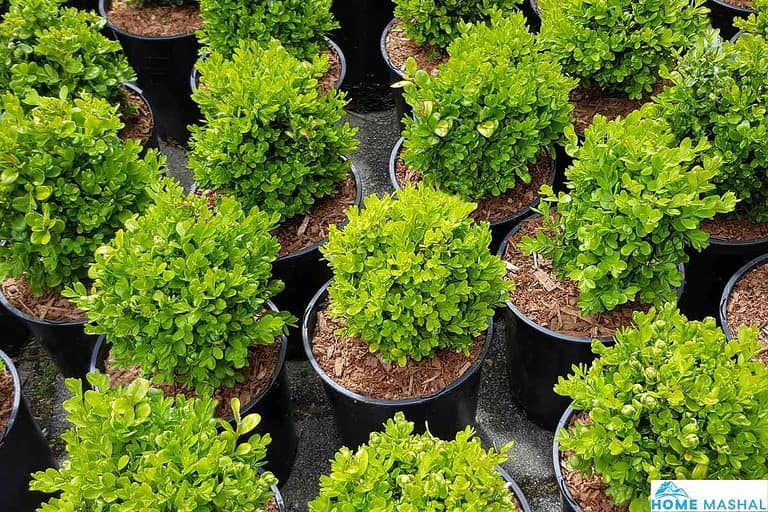 12 Different Types Of Boxwood Shrubs (With Photos)