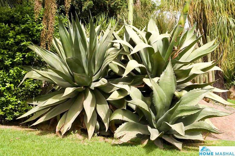 12 Different Types Of Agave Plants (With Photos)