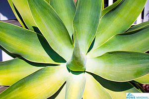 12 Different Types Of Agave Plants (With Photos)