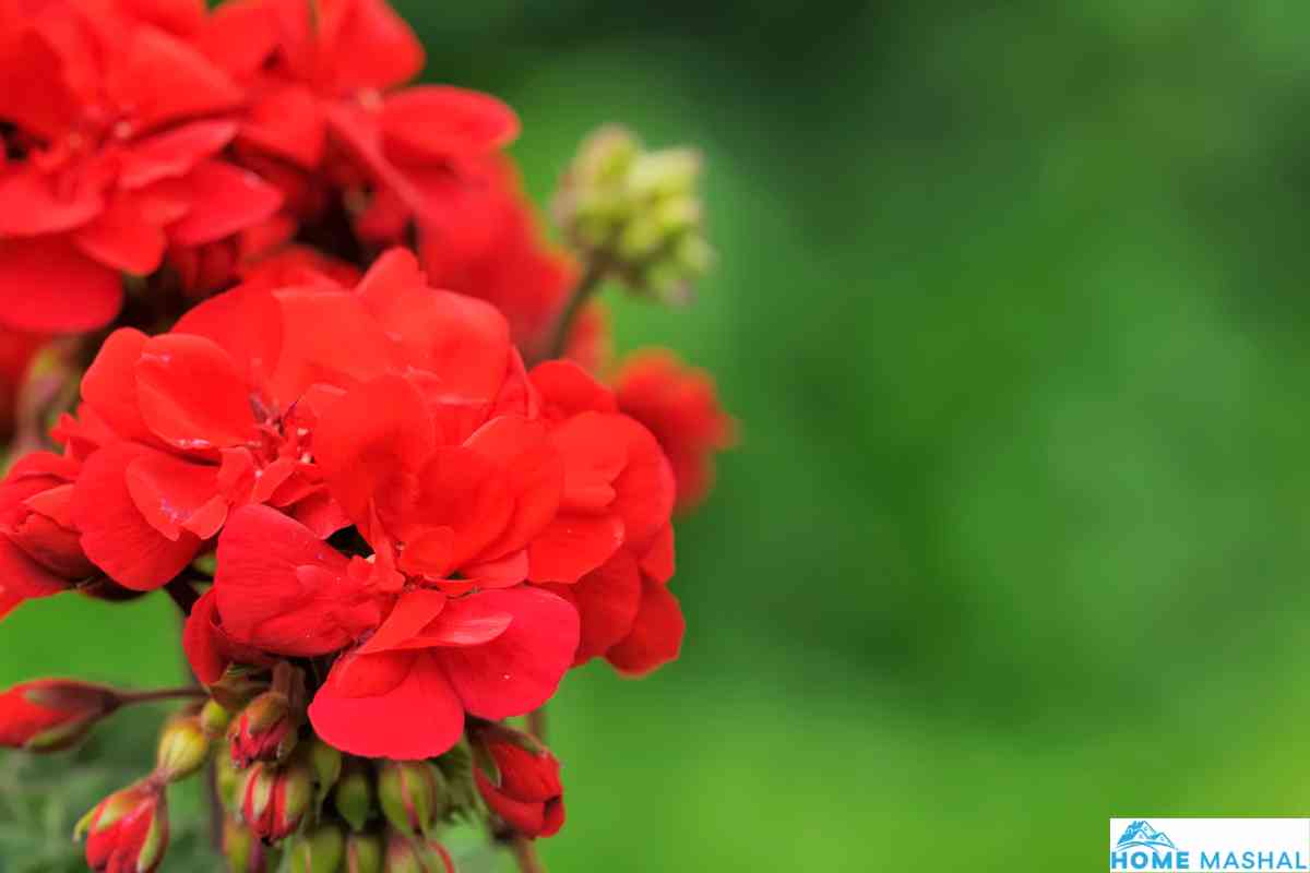 Top 13 Red Perennial Flowers (With Photos)