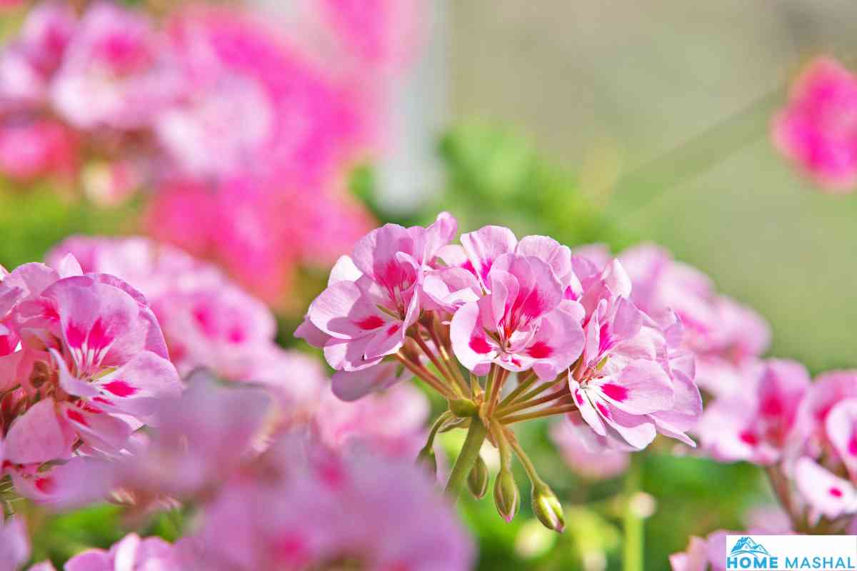 30 Low Maintenance Outdoor Potted Plants (With Photos)