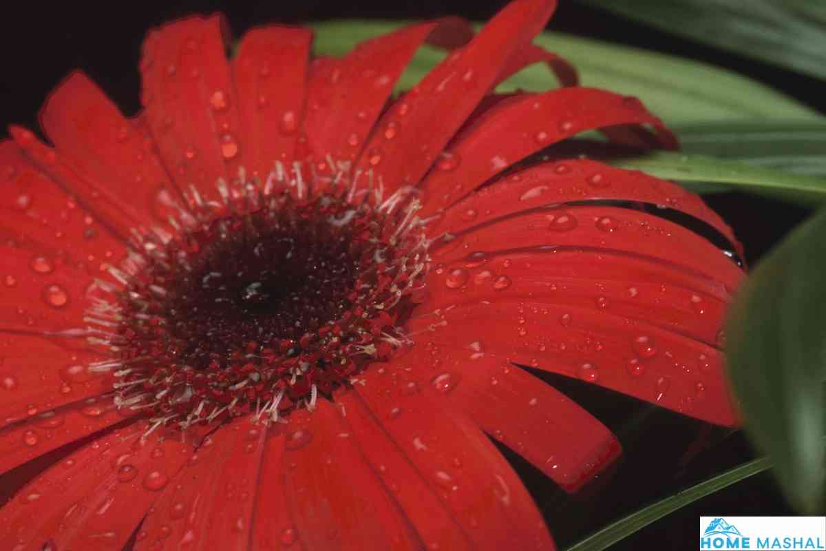 Top 13 Red Perennial Flowers (With Photos)