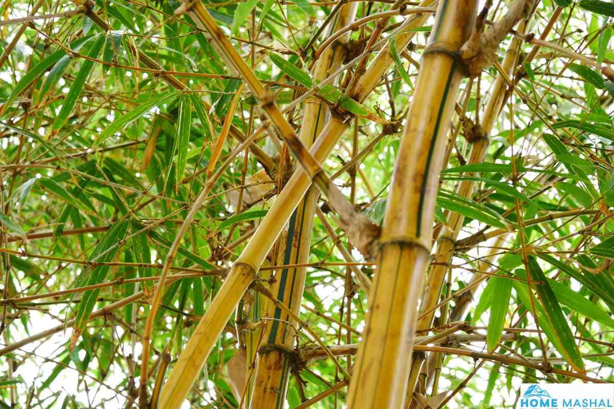 Top 10 Fastest Growing Bamboo Trees (With Photos)