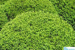 12 Different Types Of Boxwood Shrubs (With Photos)