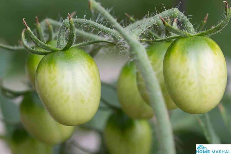 10 Different Types Of Small Tomatoes (With Photos)