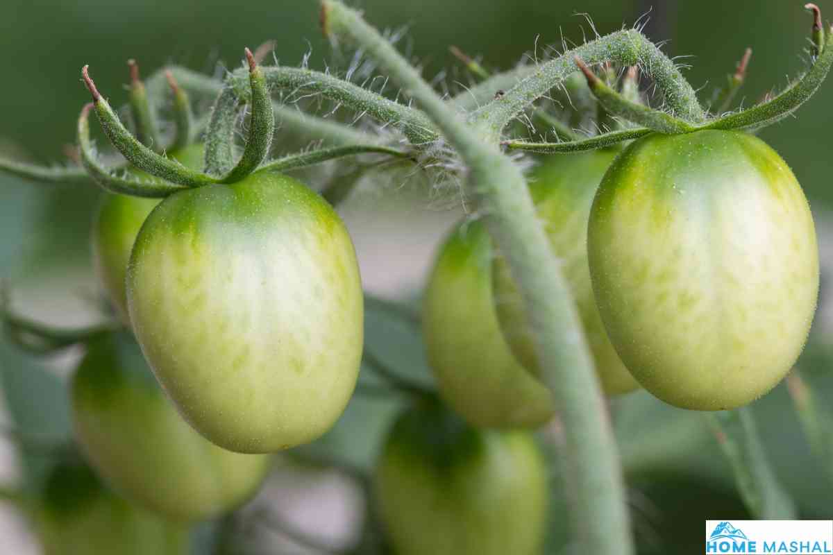 10 Different Types Of Small Tomatoes (With Photos)