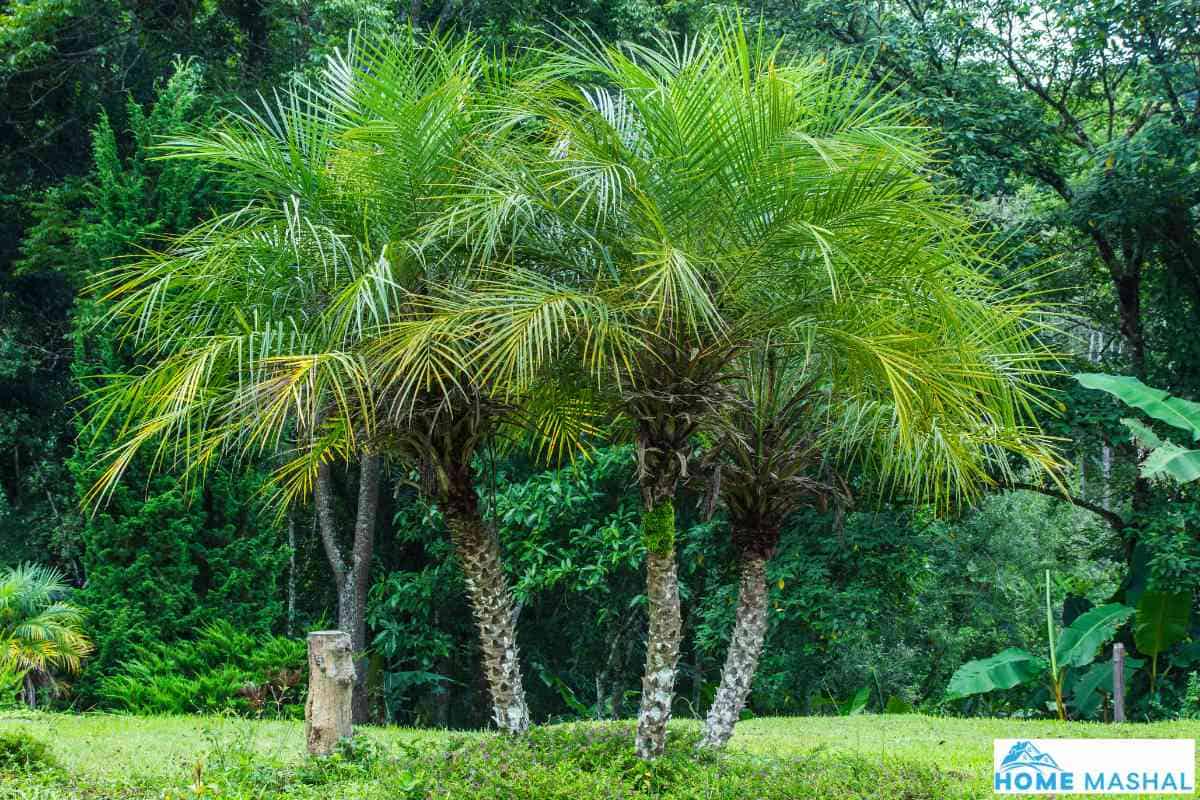 Pygmy Date Palm White Fungus (Causes & Remedy)