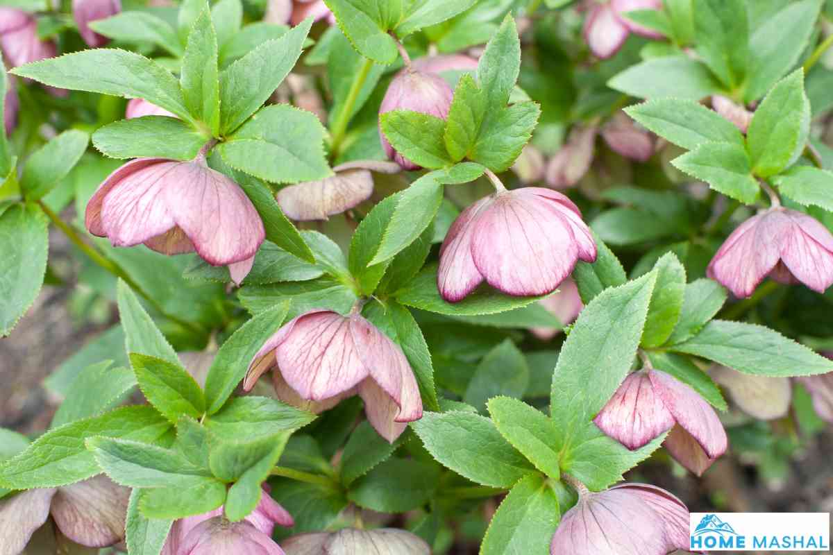 19 Best Potted Plants For Shaded Porch (With Photos)