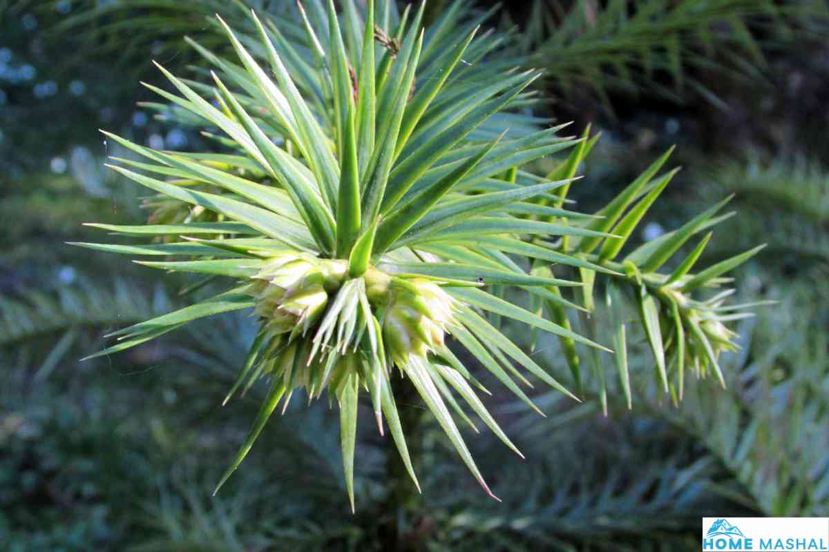 8 Best Low Light High Humidity Plants (With Photos)