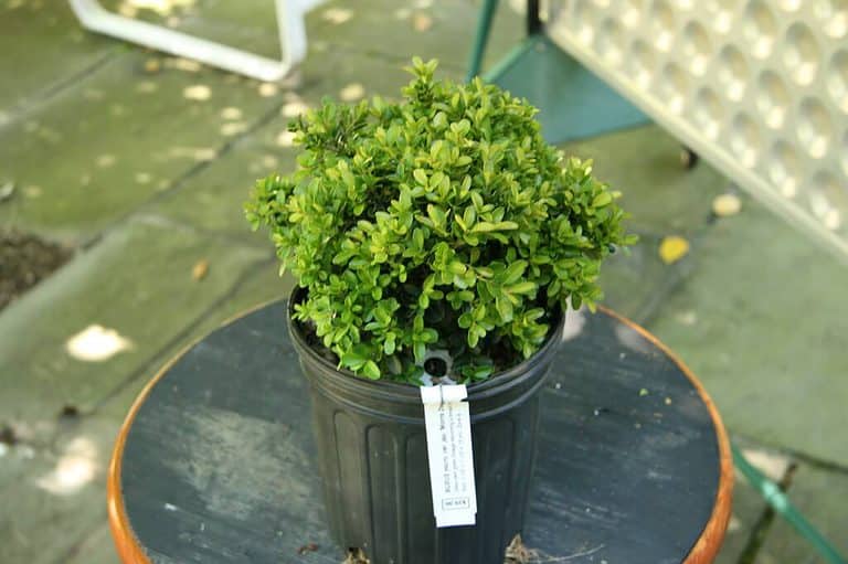 12 Different Types Of Boxwood Shrubs (With Photos)