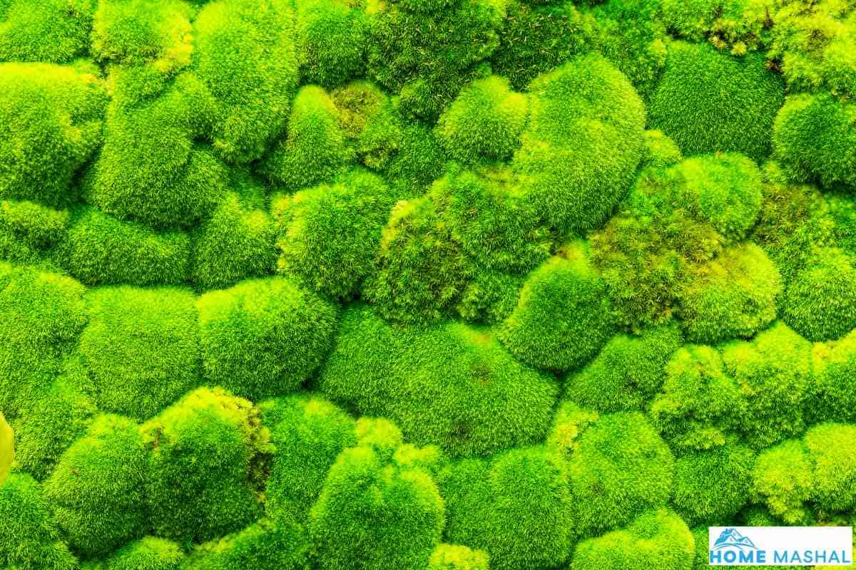 16 Best Landscaping Ideas To Block Neighbors (With Photos)