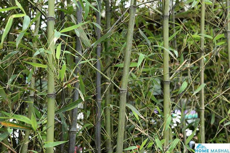 Top 10 Fastest Growing Bamboo Trees (With Photos)