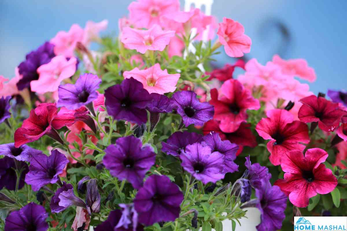 14 Best Tall Container Plants For Shade (With Photos)