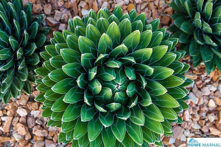 12 Different Types Of Agave Plants (With Photos)