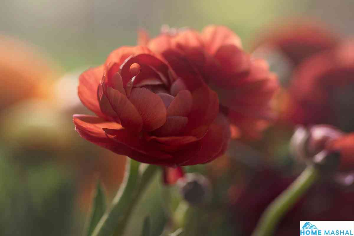 Top 13 Red Perennial Flowers (With Photos)