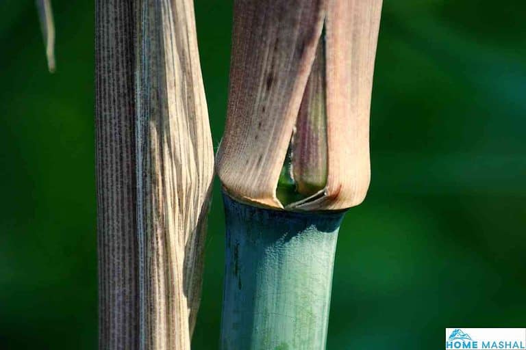 Top 10 Fastest Growing Bamboo Trees (With Photos)