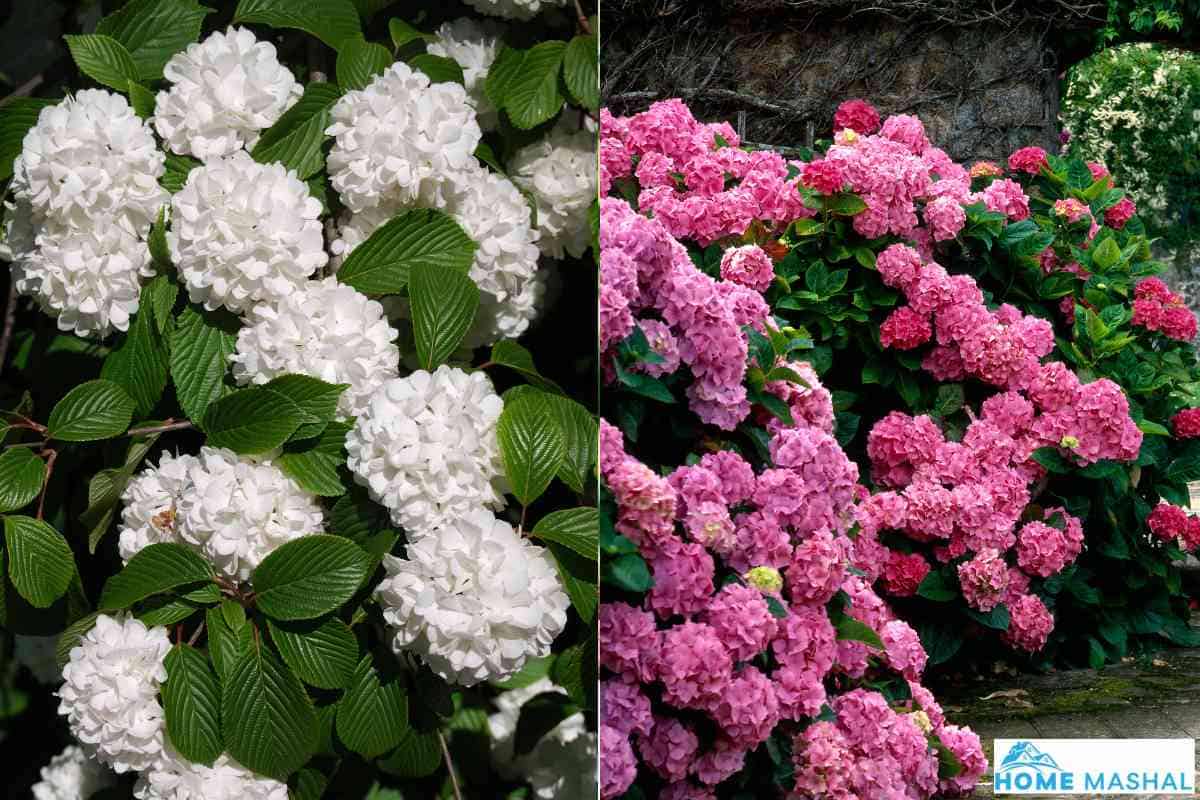 Snowball Bush Vs Hydrangeas: Complete Overview