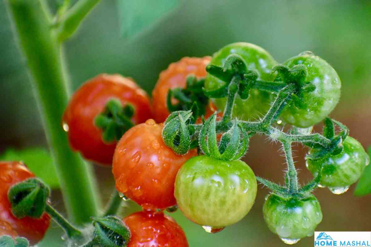 10 Different Types Of Small Tomatoes (With Photos)
